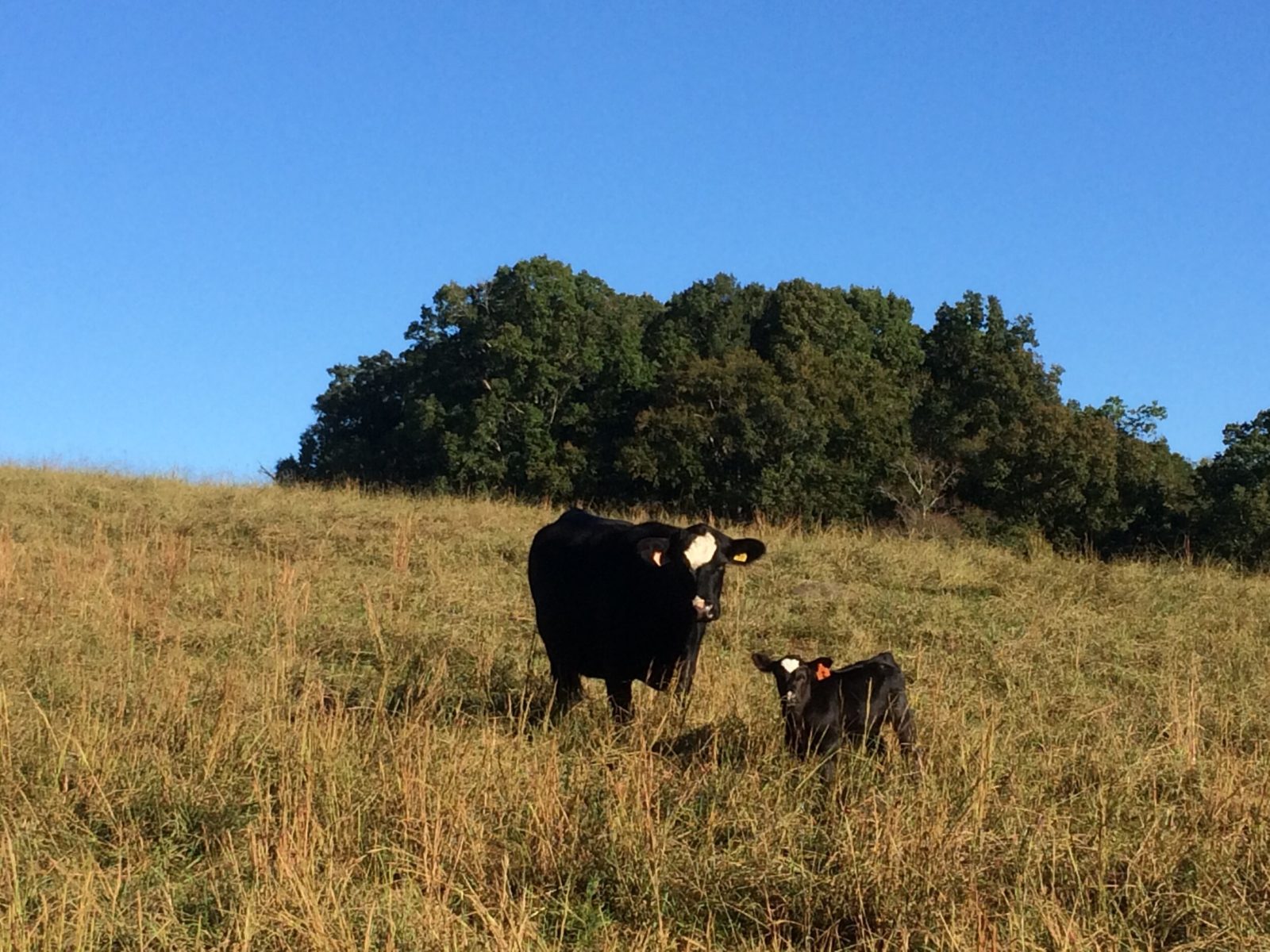 Together With Propane : How Propane Keeps Us Fueled